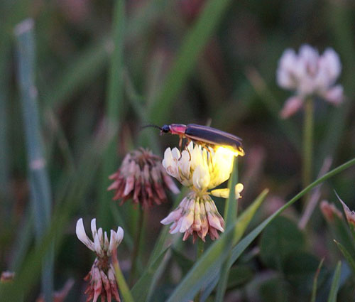 Ateş böceği nasıl ışık saçıyor?